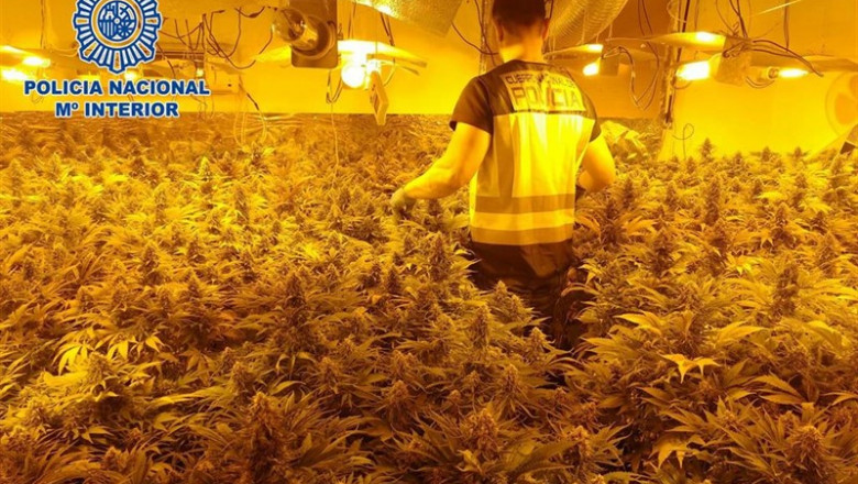 Detenidas 28 personas tras intervenir 5.000 plantas de marihuana entre El Ejido y Roquetas ...
