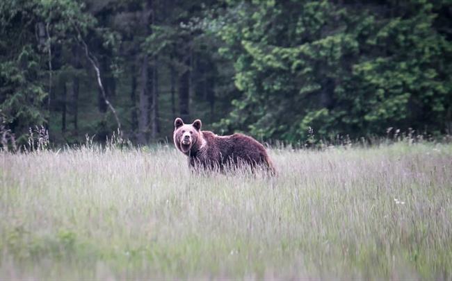 Endesa i la Fundació Oso Pardo planten 9.000 arbres fruiters al Pirineu ...